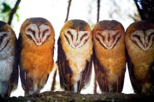 The Ultimate Guide to Collective Nouns: What is a Group of Owls Called?