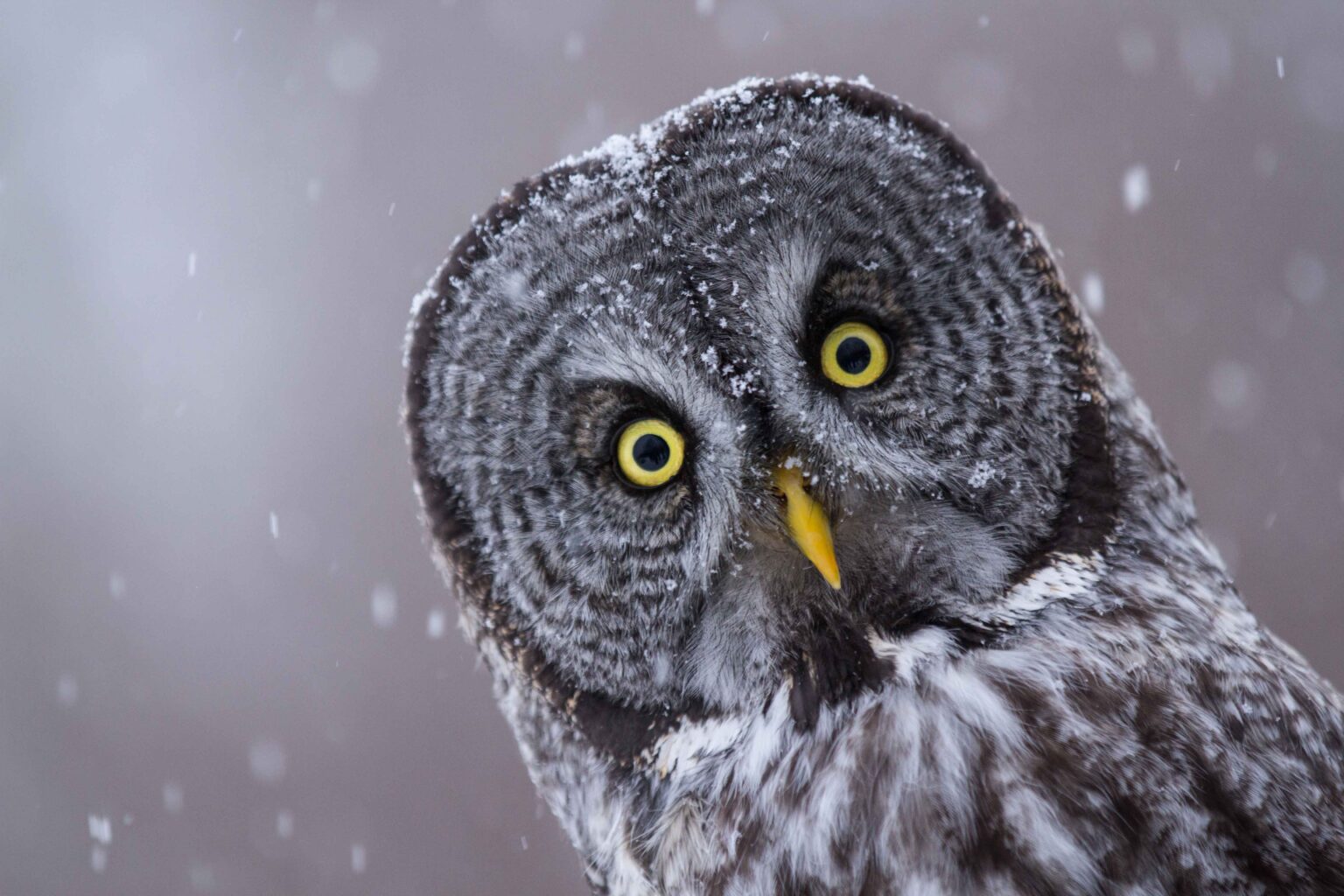 The Owl House Deep Dive: Why Did Disney Really Cancel the Beloved Show?